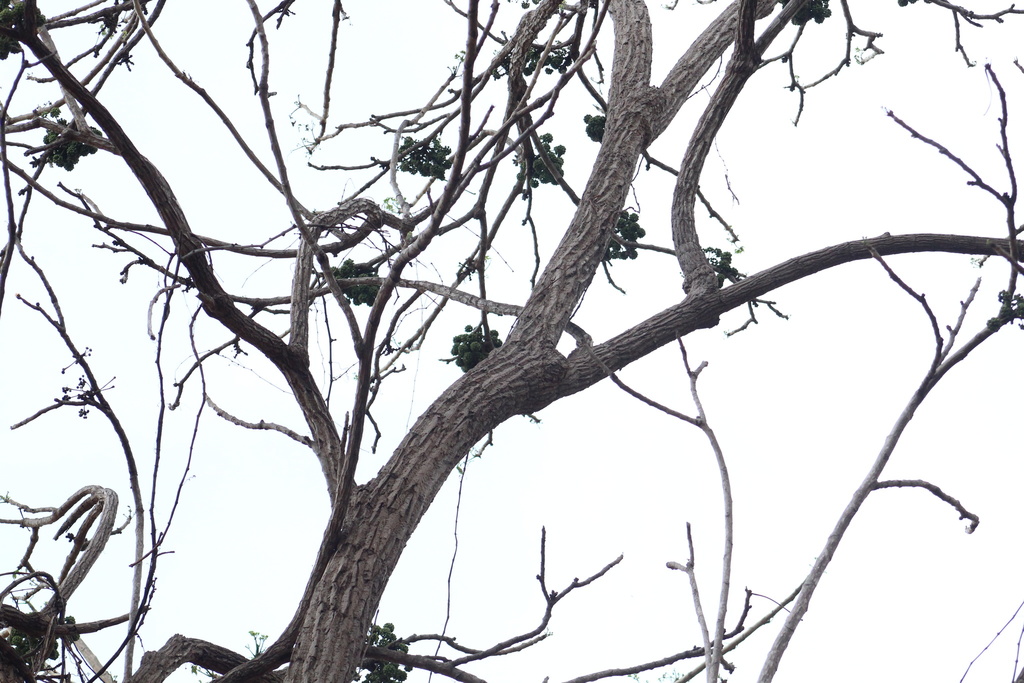 Aralia excelsa from Los Santos, PA on 25 April, 2020 at 05:55 PM by ...