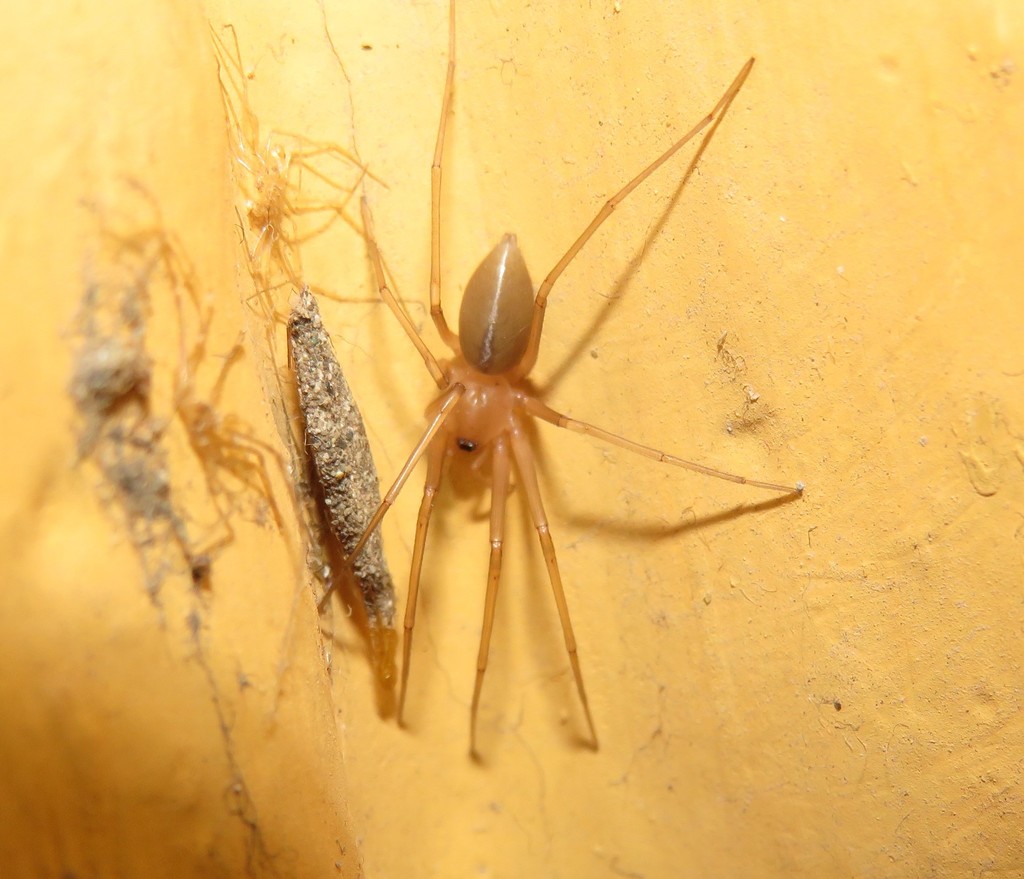 Cosmopolitan Spider Hunter from Mejicanos, El Salvador on April 25 ...