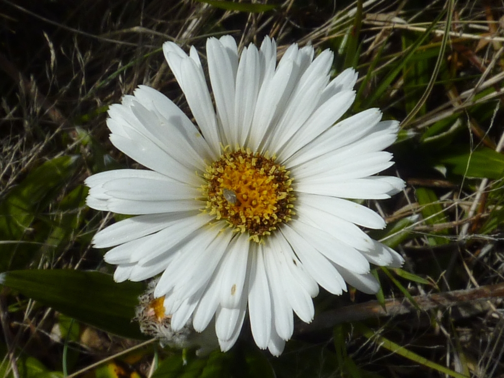 Common Mountain Daisy from Springfield, New Zealand on December 9, 2012 ...