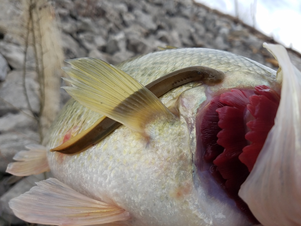 Chestnut Lamprey from Columbus, MS 39705, USA on February 20, 2018 at ...