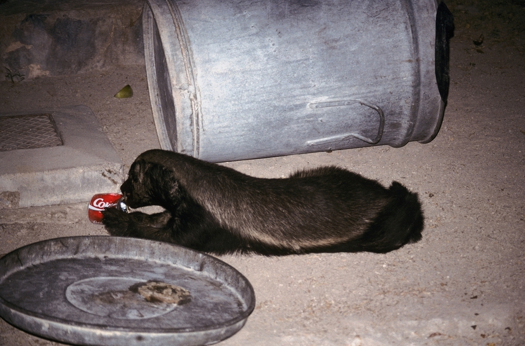 Cape Ratel from Oshikoto Region, Namibia on August 15, 1992 at 10:25 AM ...