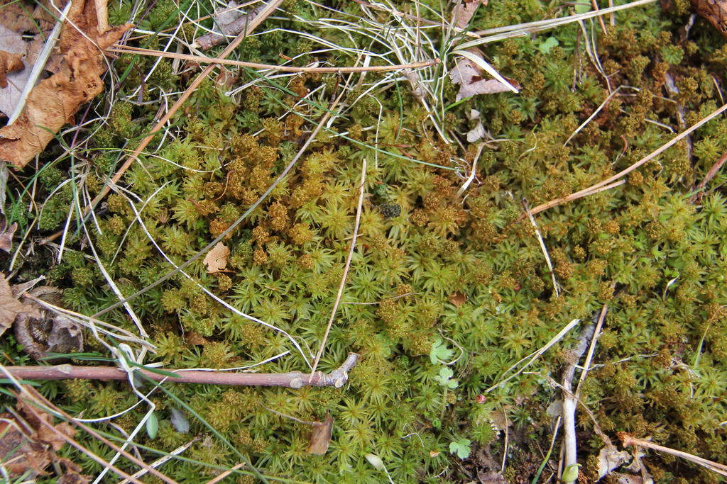 Sphagnum mosses in April 2020 by Jean Dyer · iNaturalist