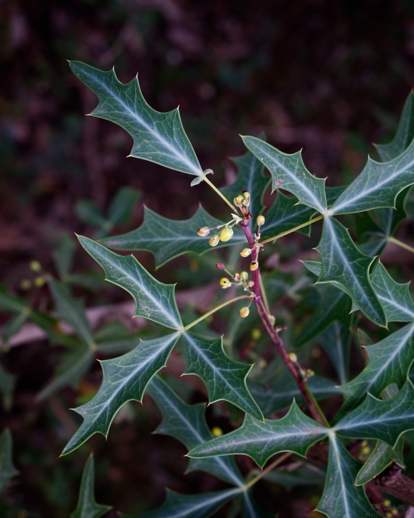 Agarita (The Flora and Fauna of Palo Duro Canyon) · iNaturalist