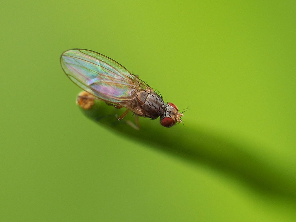 Scaptomyza from Montgomery, Maryland, United States on April 18, 2020 ...