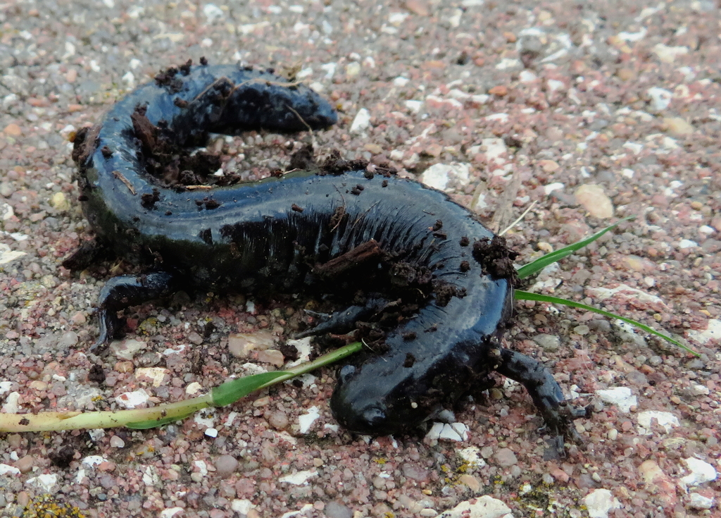 Small-mouthed Salamander from Bentonville, AR, USA on April 25, 2020 at ...