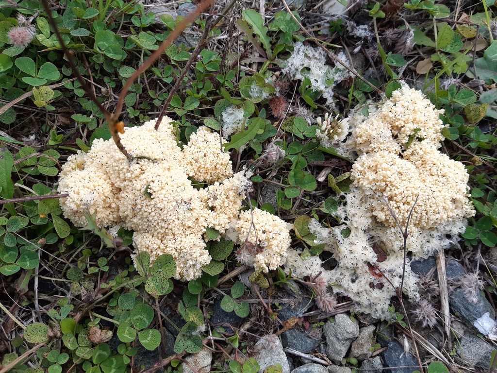 Physarales from Island Stream 9492, New Zealand on April 26, 2020 at 04 ...