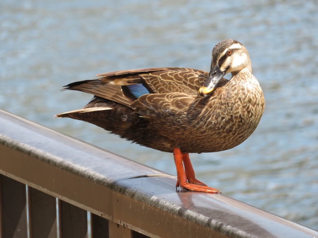 Eastern Spot-billed Duck from Konan, Minato City, Tokyo 108-0075, Japan ...