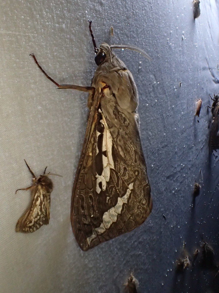 Rain Moth from 30km E by N of Swan Reach, S. AUST on April 25, 2020 at ...