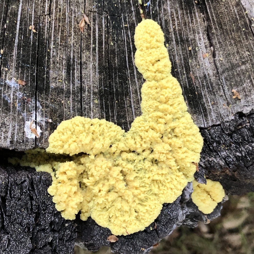 Dog Vomit Slime Mold from Deerhorn Valley Rd, Jamul, CA, US on April 25 ...