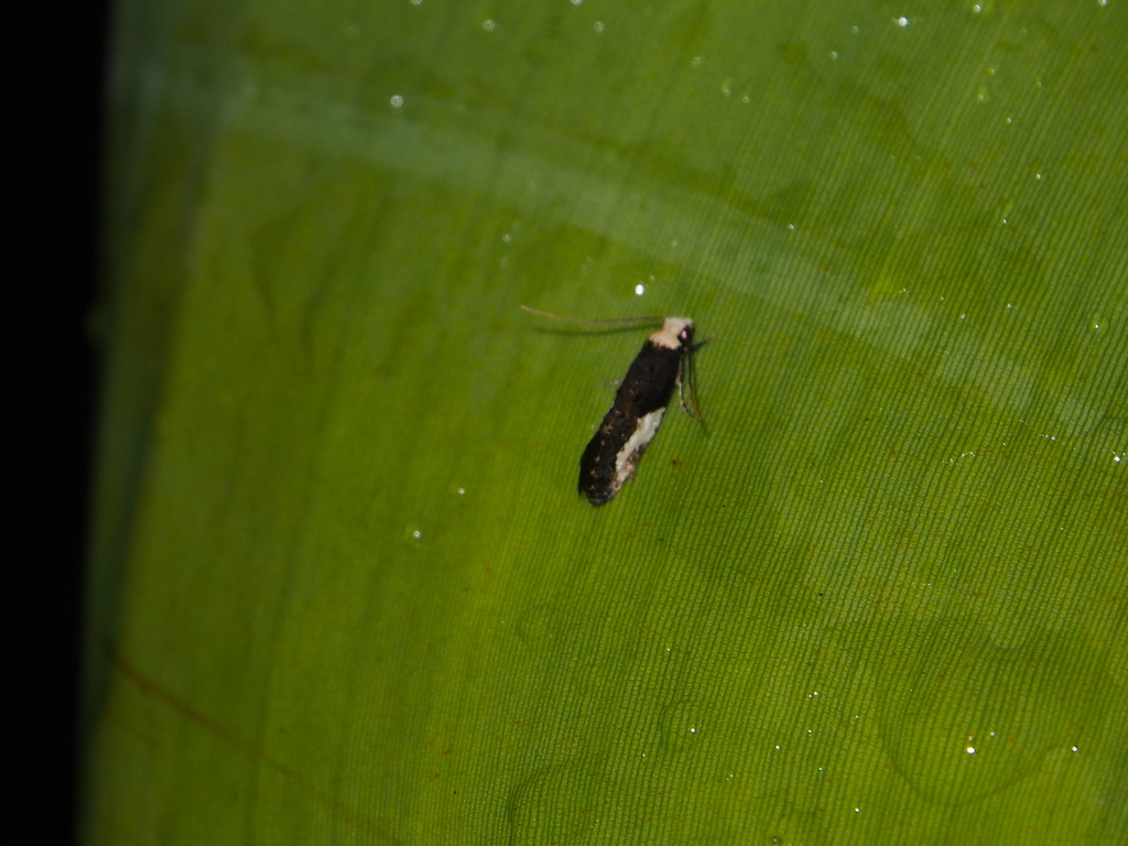 Pavlovski's Monopis Moth from Lin Fa TeI, Hong Kong on April 24, 2020 ...