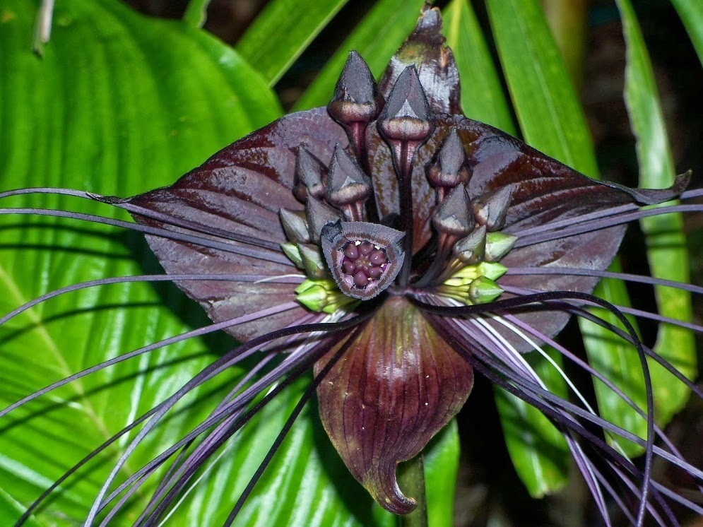 Bat Flowers from Image Flat QLD 4560, Australia on February 11, 2011 at ...