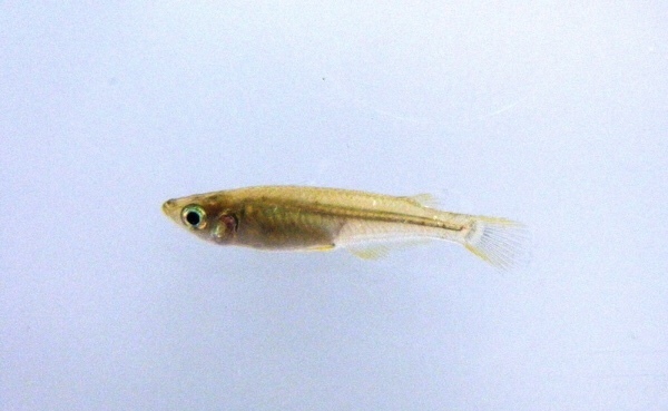 Japanese Ricefish (Oryzias latipes) - Marine Life Identification