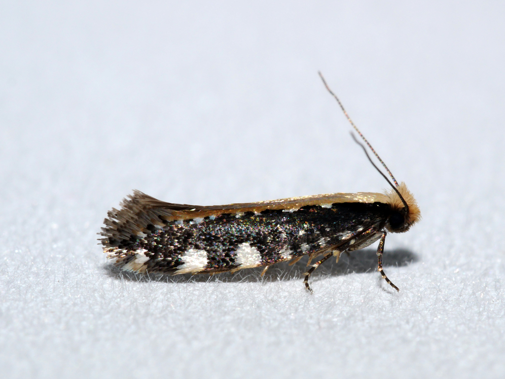 Monopis in April 2020 by Cathy Powers · iNaturalist