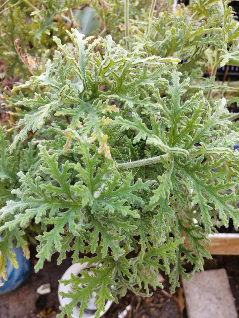 Rose-scented Geranium from Meadowridge, Cape Town, 7806, South Africa ...