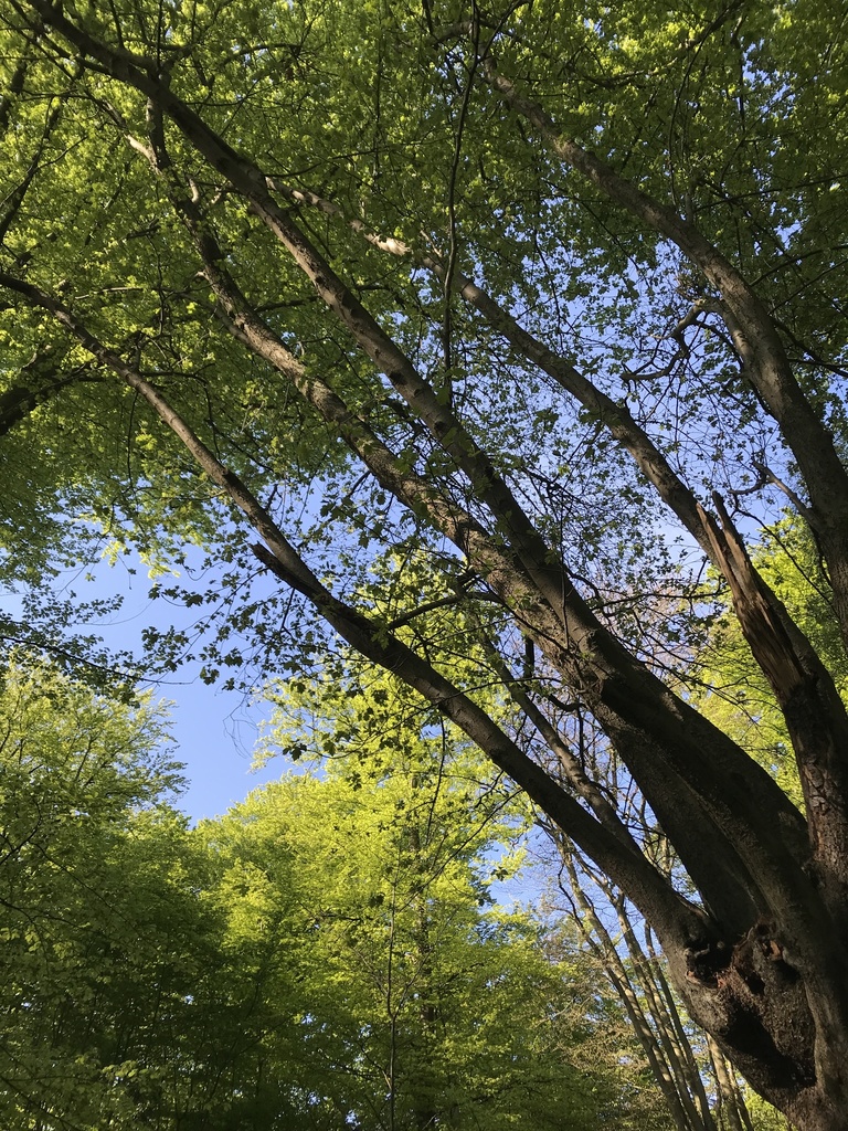 Wild Service-tree from Epping Forest, Loughton, England, GB on April 26 ...