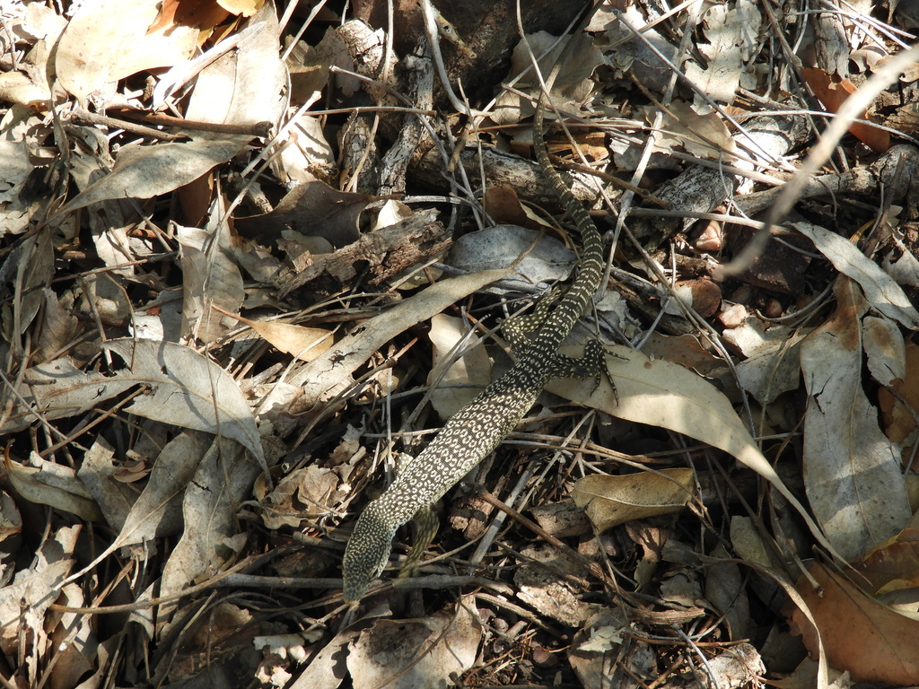 Banded Tree Monitor from Litchfield Park NT 0822, Australia on July 2 ...