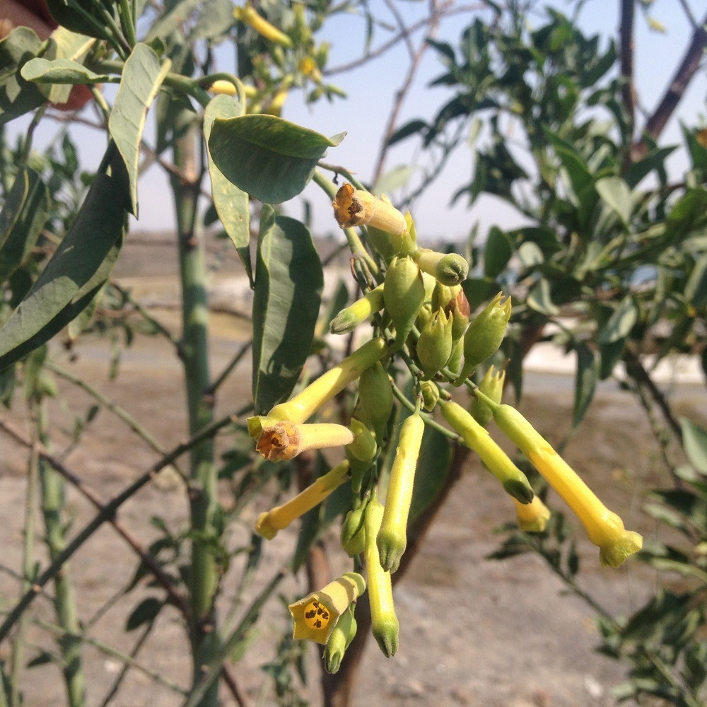 tree tobacco from Tepeyahualco, Pue., México on April 4, 2017 at 04:15 ...