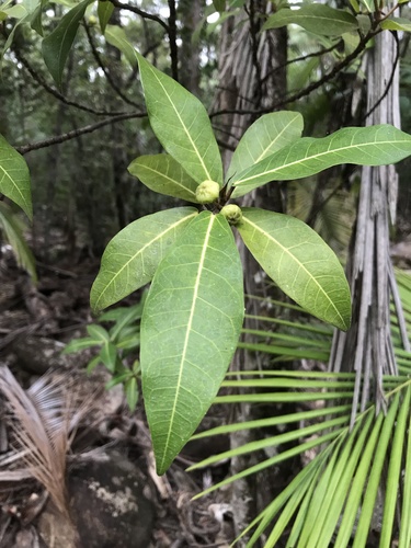 Ficus adenosperma · iNaturalist United Kingdom