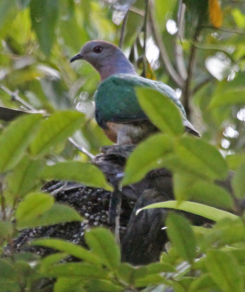 Purple-tailed Imperial Pigeon (Ducula rufigaster) - Avian Discovery