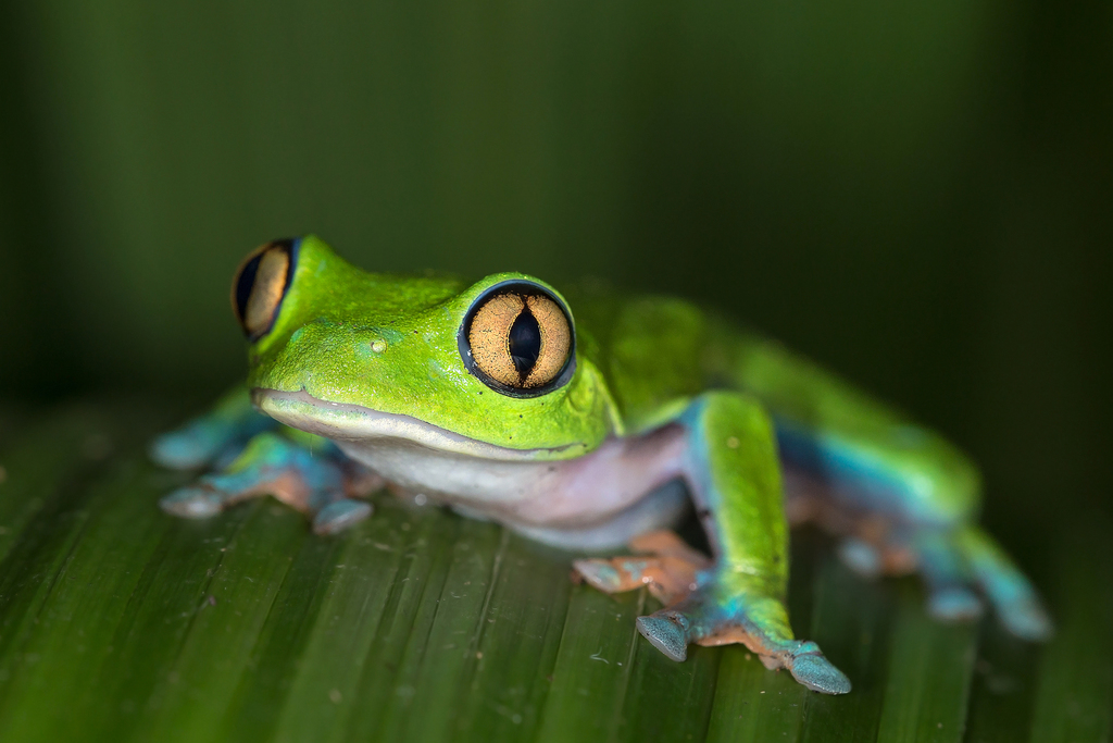 Blue-sided Tree Frog in February 2016 by Rino Di Noto · iNaturalist