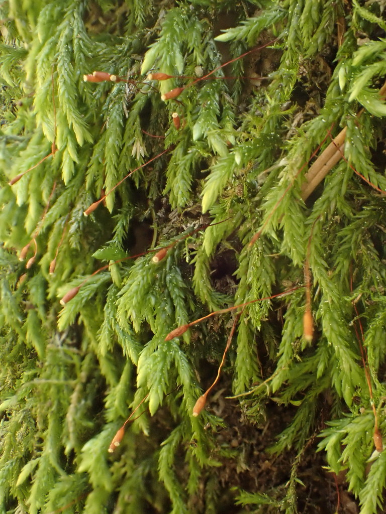 Larger Mouse-tail Moss (Isothecium alopecuroides) - Botanical Realm