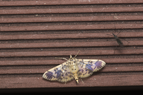 Patania clava · iNaturalist
