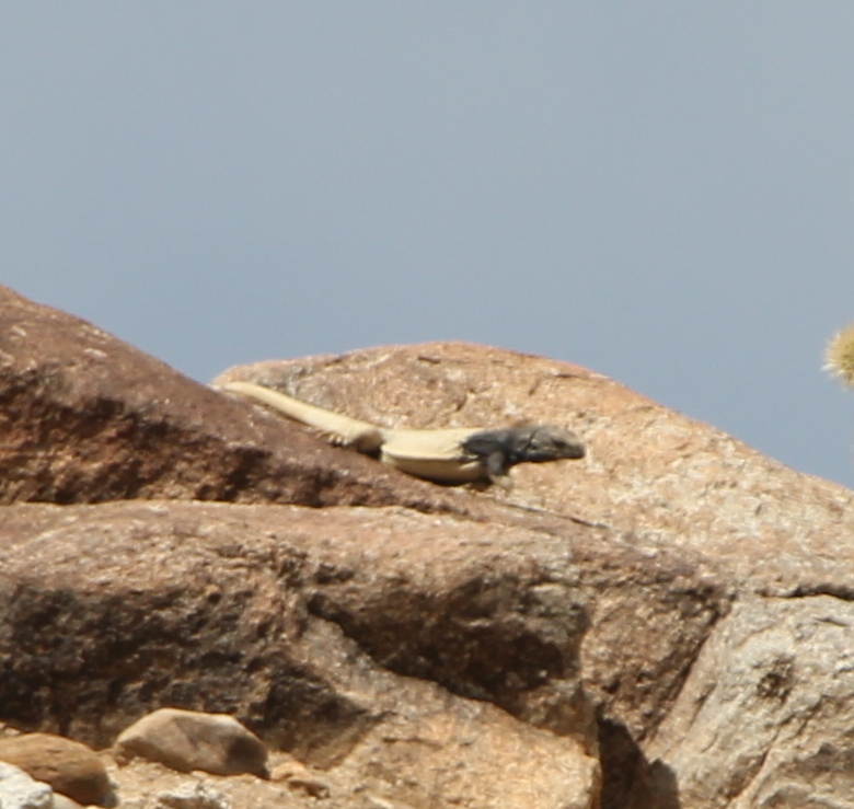 Common Chuckwalla from San Diego County, CA, USA on April 6, 2017 at 10 ...