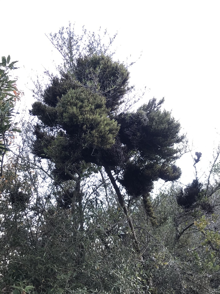 Green mistletoe in April 2020 by Emma Burns. Epiphyte · iNaturalist