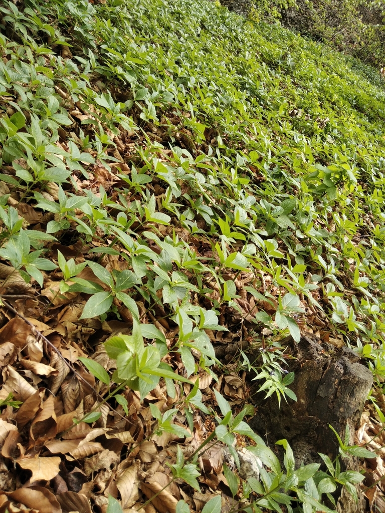 Dog's Mercury from Żary, Polska on April 26, 2020 at 10:14 AM by Anna ...