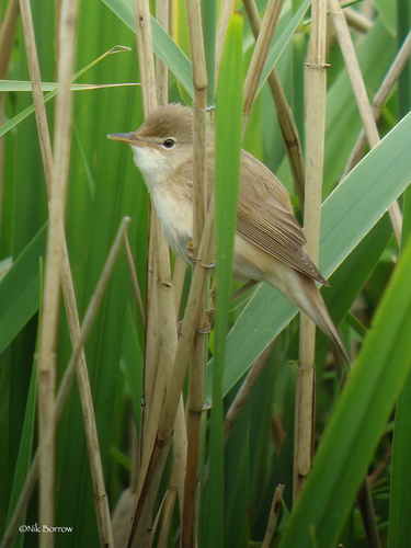 Subespecie Acrocephalus scirpaceus scirpaceus · NaturaLista Colombia