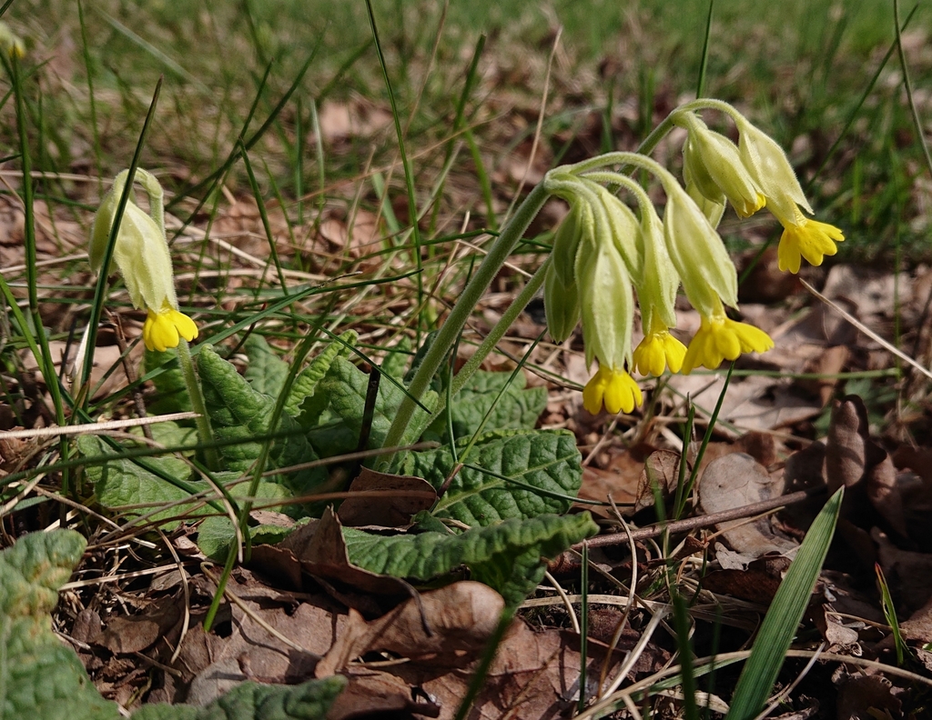Cowslip from 177 38 Järfälla, Sweden on April 26, 2020 at 12:35 PM by ...