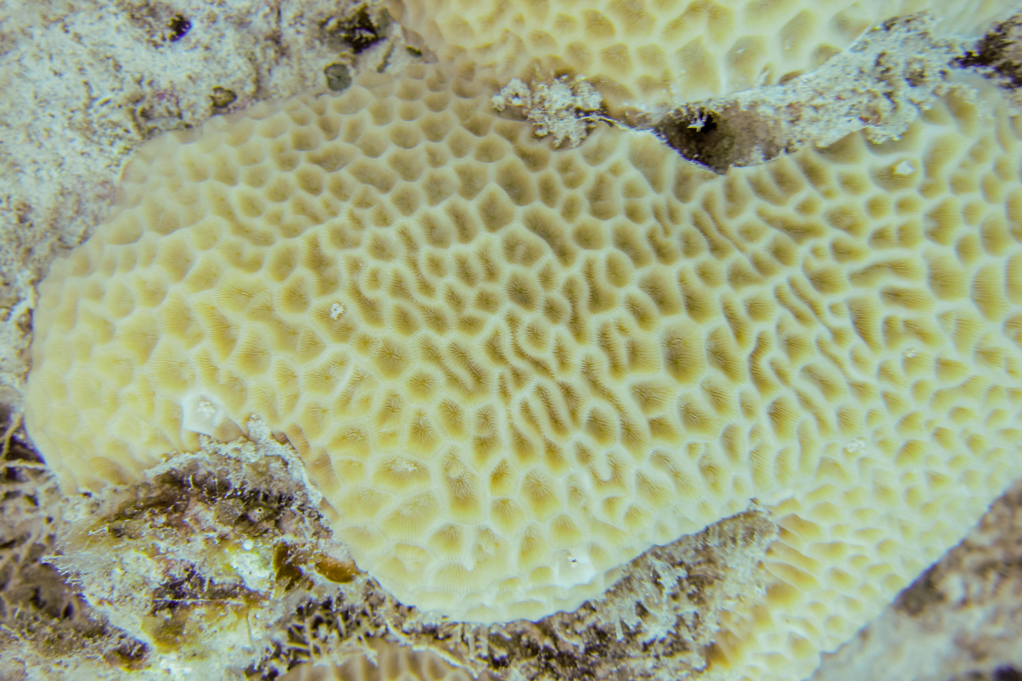 Pavona venosa (Ehrenberg, 1834)