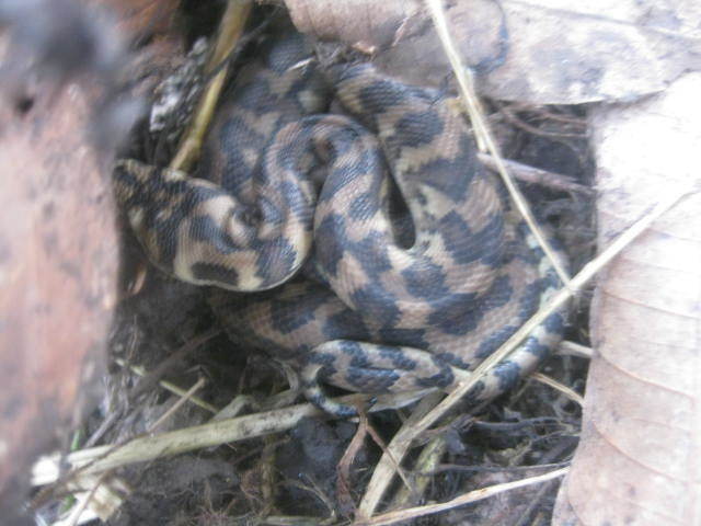 Papuan Carpet Python from National Capital District, Papua New Guinea ...