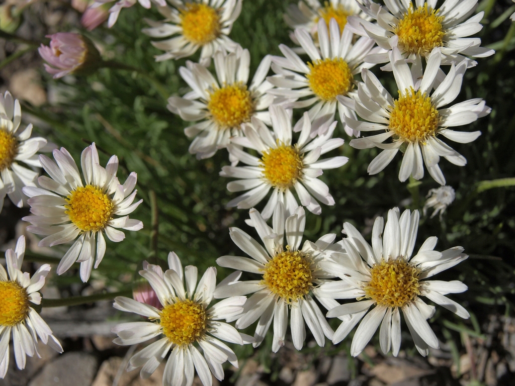 compact daisy (Erigeron compactus) - Botanical Realm