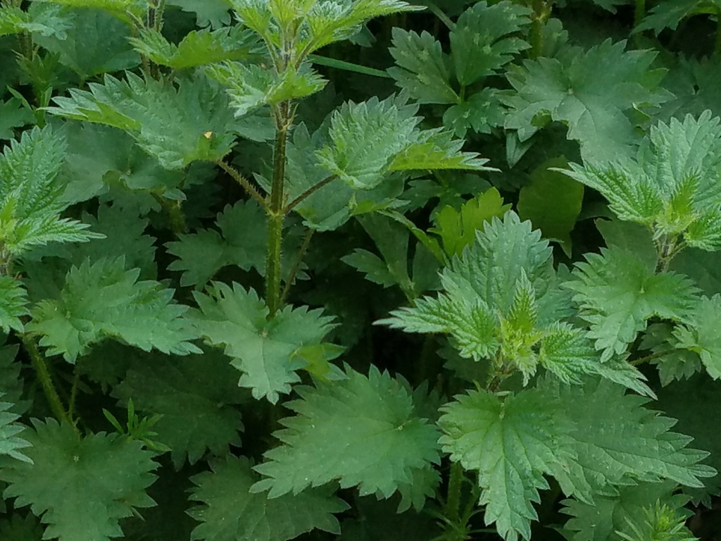 great stinging nettle from Liverpool, UK on April 25, 2020 by ...