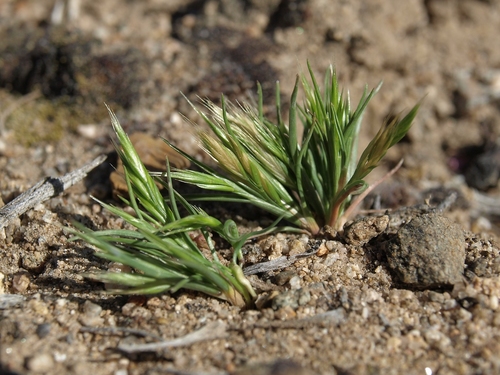 Slender 8-flowered Fescue (Subspecies Festuca octoflora hirtella ...