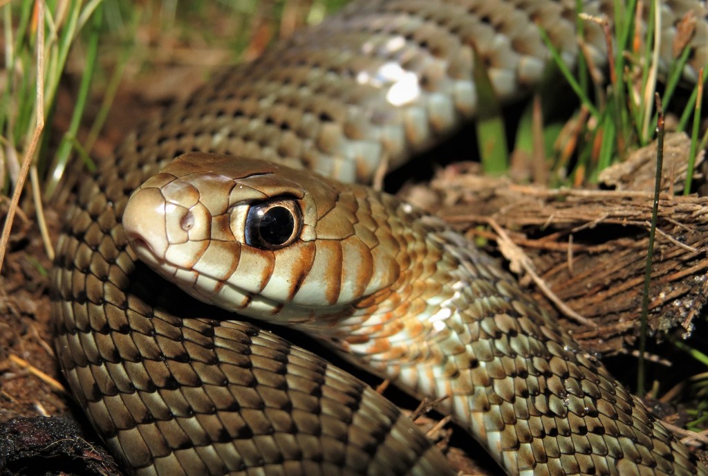 Patagonian Racer from Jaborandi - State of Bahia, 47655-000, Brazil on ...
