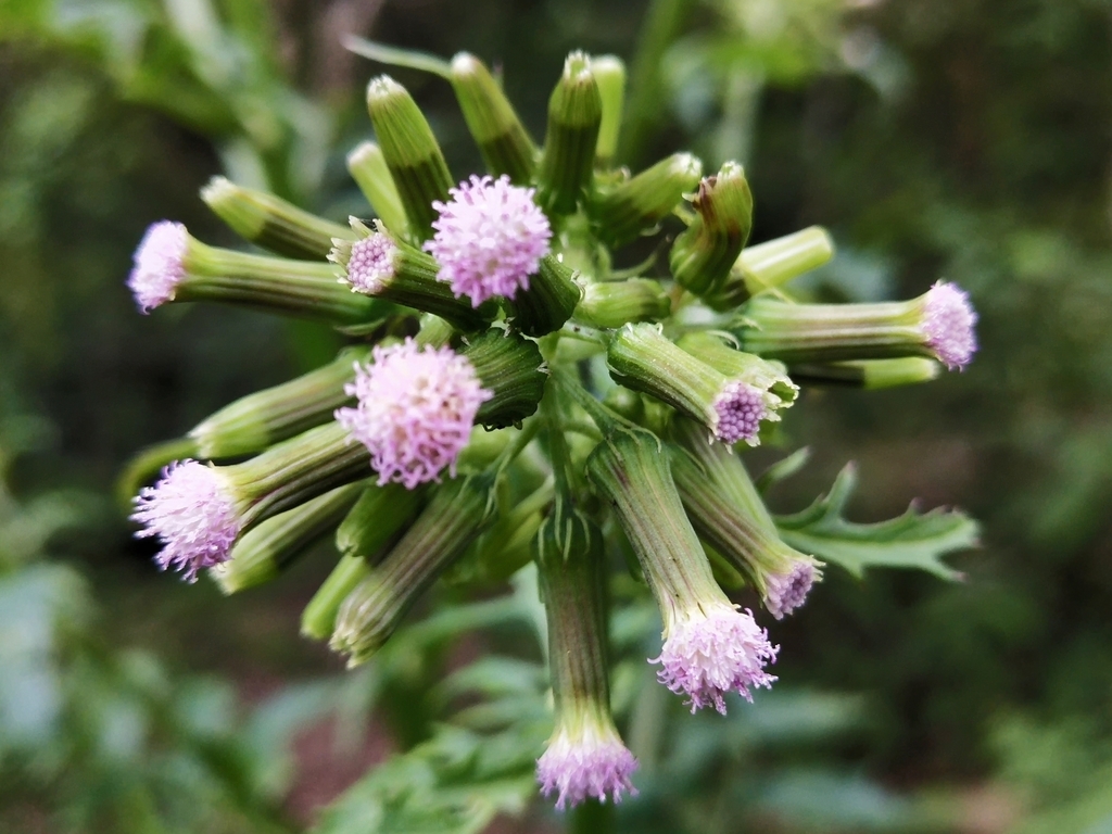 Brazilian fireweed (Logan RE 12.3.5 Flora) · iNaturalist