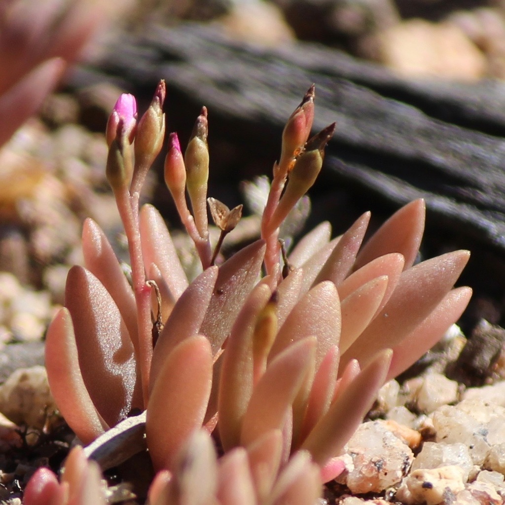 Calandrinia eremaea in April 2020 by jayn · iNaturalist