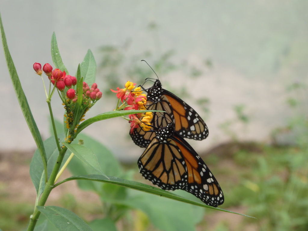 Southern Monarch from Tambopata, Peru on October 7, 2015 at 03:29 PM by ...