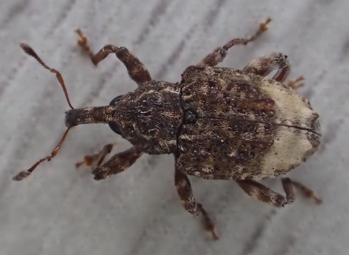 Butternut Curculio (Conotrachelus juglandis) · iNaturalist