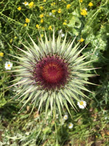 False plumed-thistle (Onopordum carduiforme) · iNaturalist United Kingdom