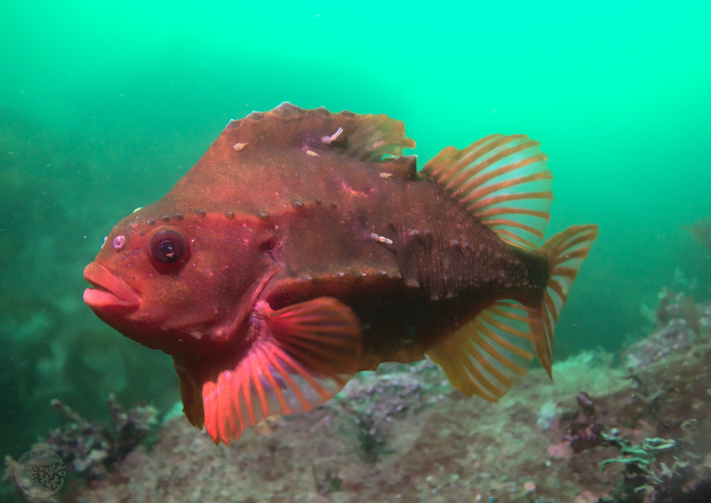 Lumpfish (Cyclopterus lumpus) - Marine Life Identification