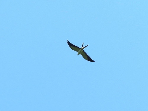 Subespecies Elanoides forficatus forficatus · iNaturalist Mexico