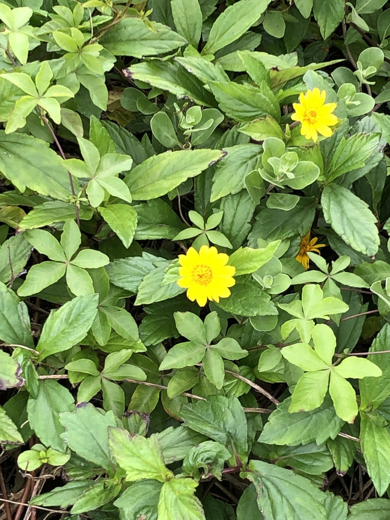 trailing daisy from Danjin Highway, Jinshan, TW on April 26, 2020 at 04 ...
