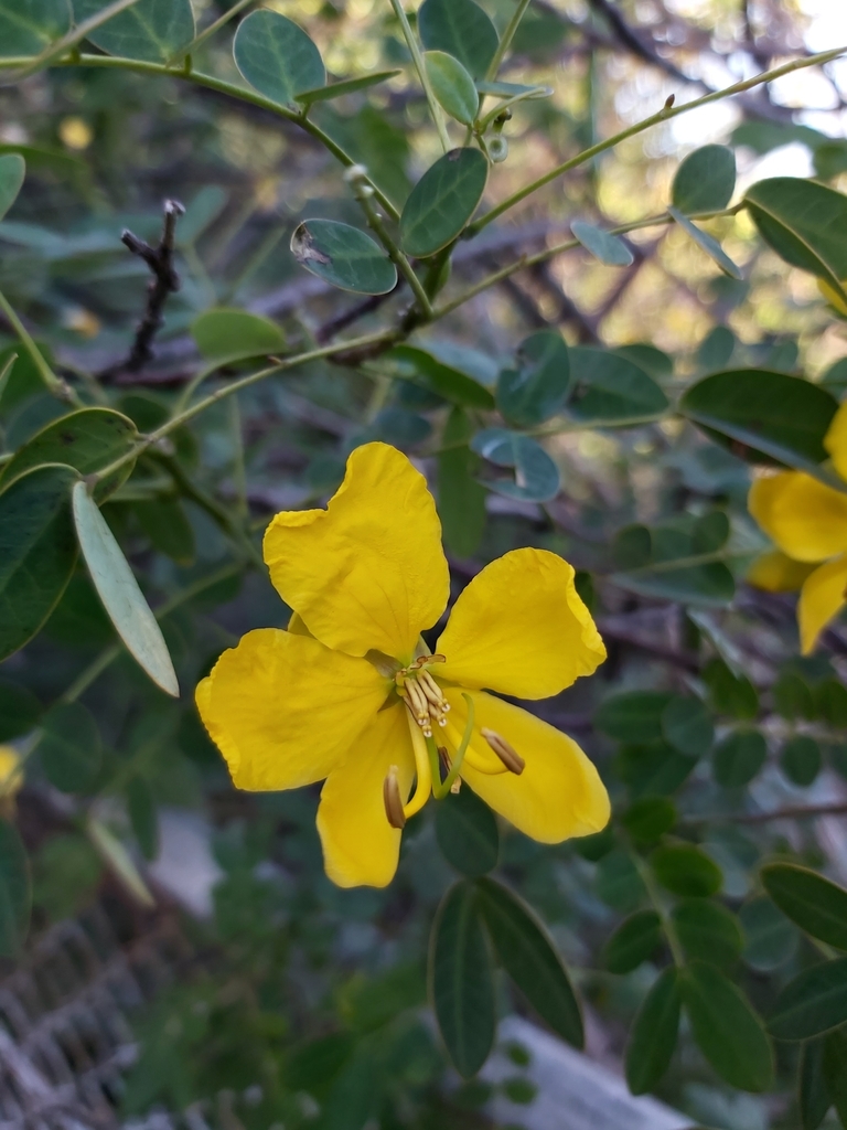 Christmas Senna from Mosman NSW 2088, Australia on April 25, 2020 at 03 ...