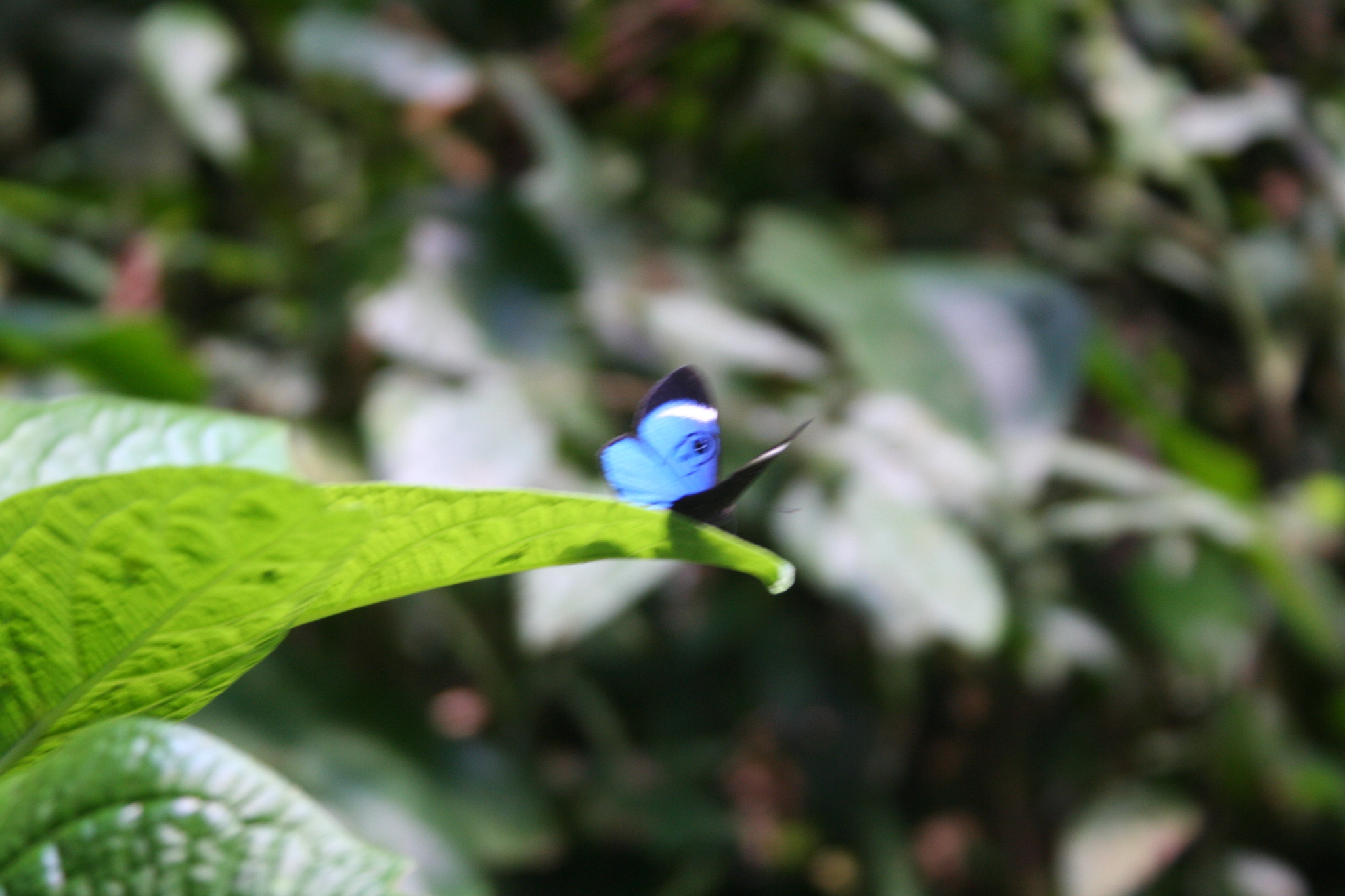 Mesosemia loruhama Hewitson, 1869