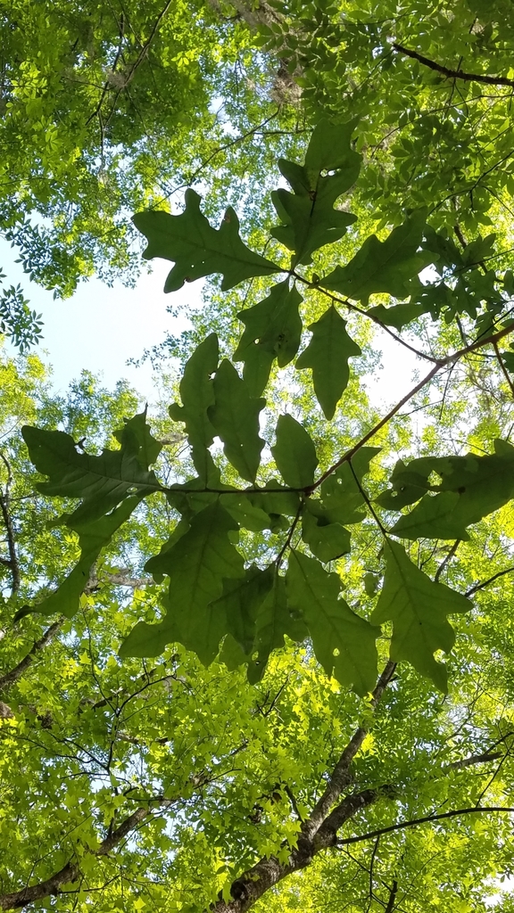 Bluff Oak from Gainesville, FL 32606, USA on April 26, 2020 at 11:04 AM ...