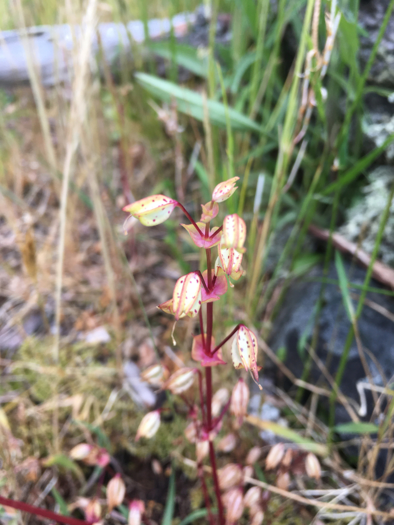 shy monkeyflower from Langford, BC V9B, Canada on April 24, 2020 at 09: ...