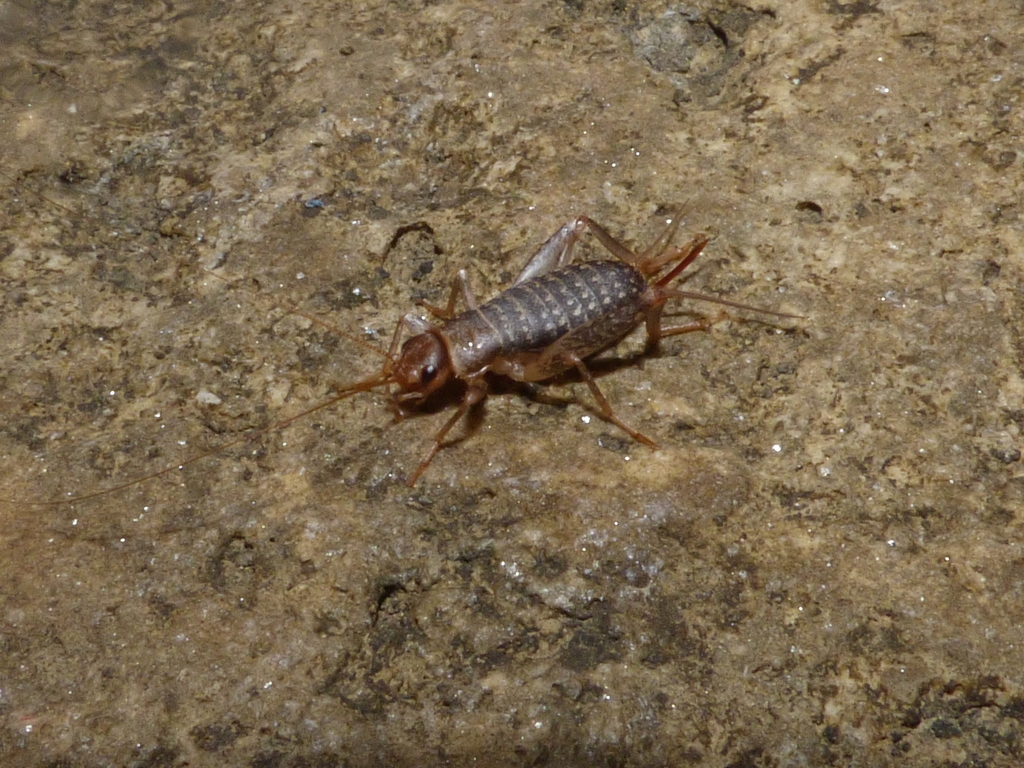 Mediterranean Beach-cricket from Lokrum: uvala Skalica on August 29 ...